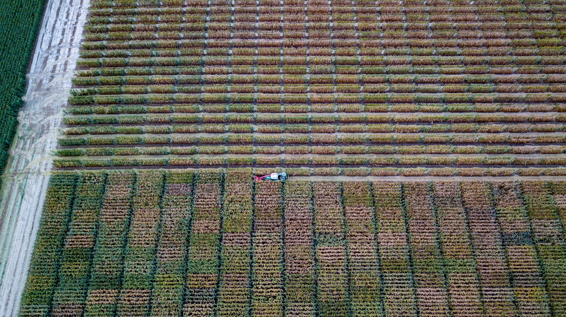 SeedGenetic – Breeding – Maize and soya varieties